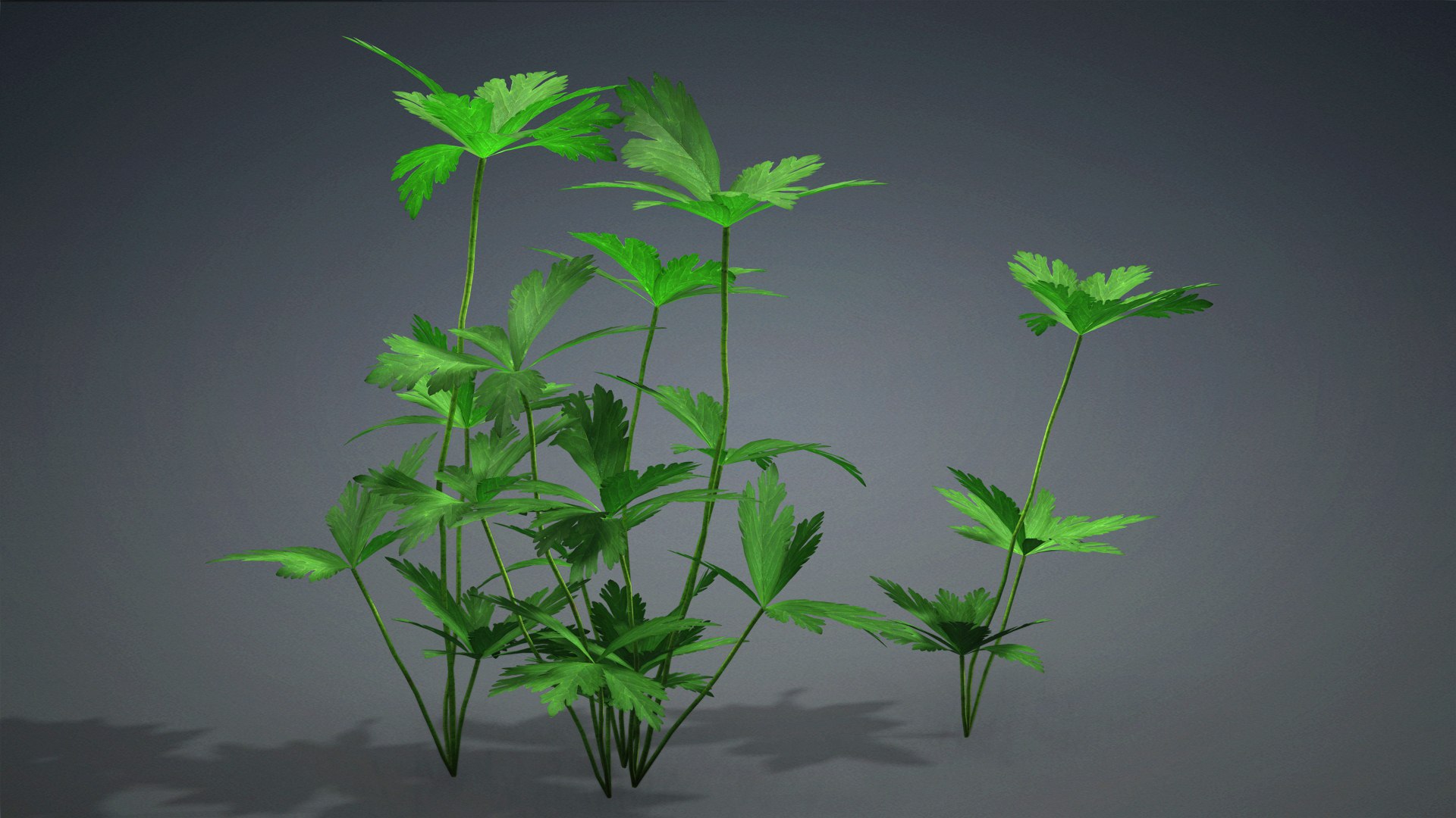 Anemone Canadensis 3D Model - TurboSquid 2283055