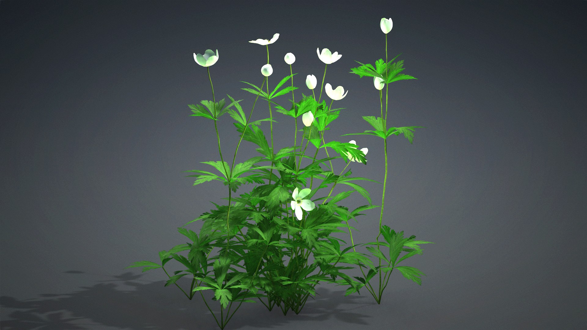 Anemone Canadensis 3D Model - TurboSquid 2283055