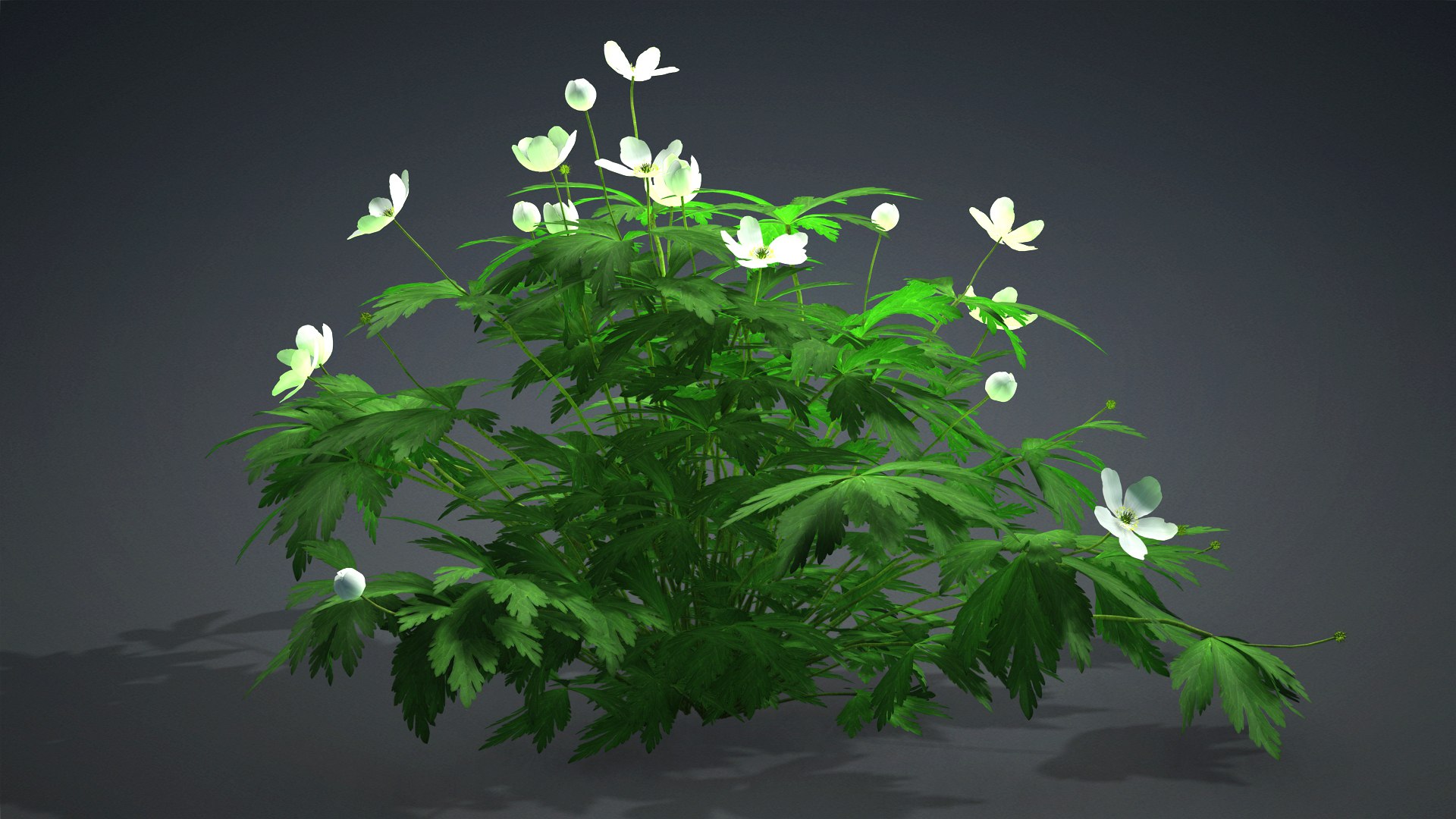 Anemone Canadensis 3D Model - TurboSquid 2283055