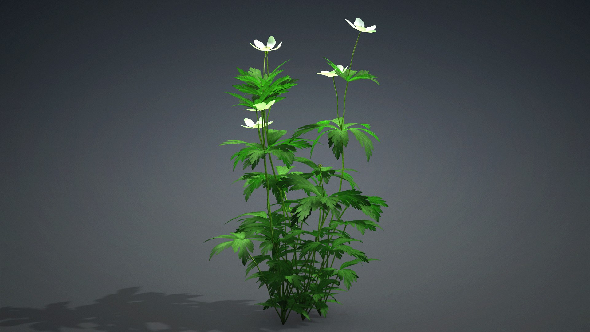 Anemone Canadensis 3D Model - TurboSquid 2283055