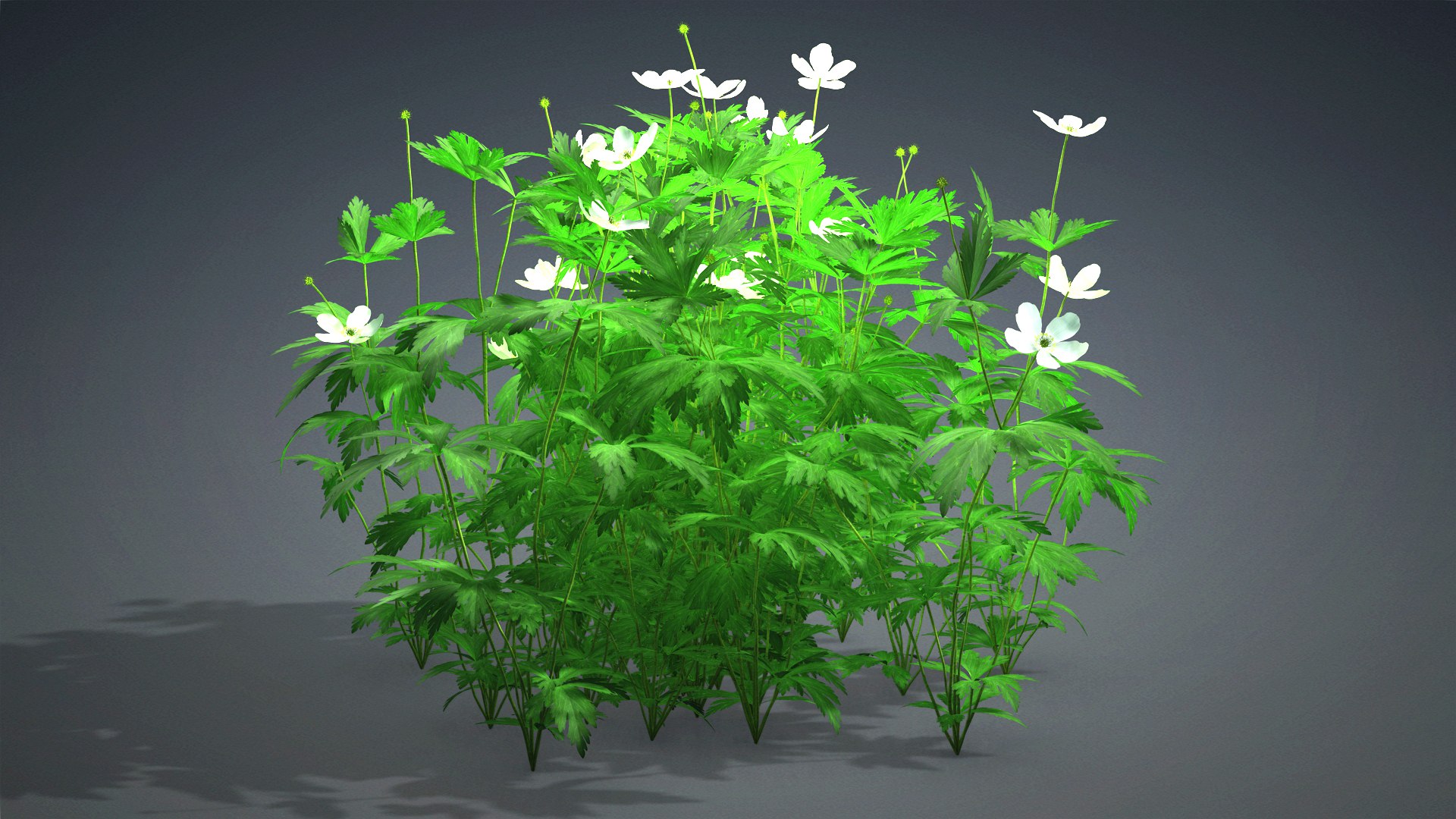 Anemone Canadensis 3D Model - TurboSquid 2283055