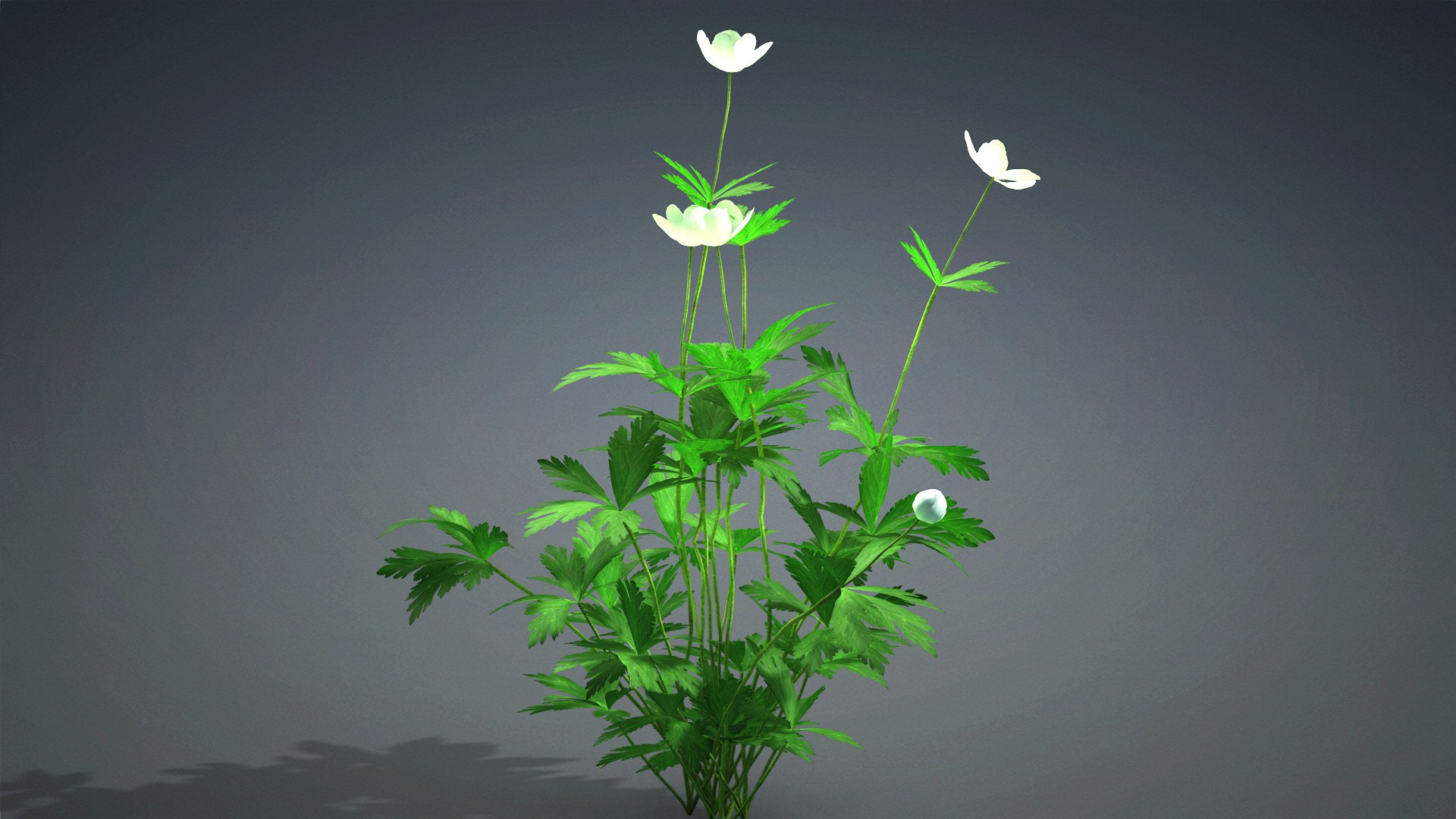 Anemone Canadensis 3D Model - TurboSquid 2283055