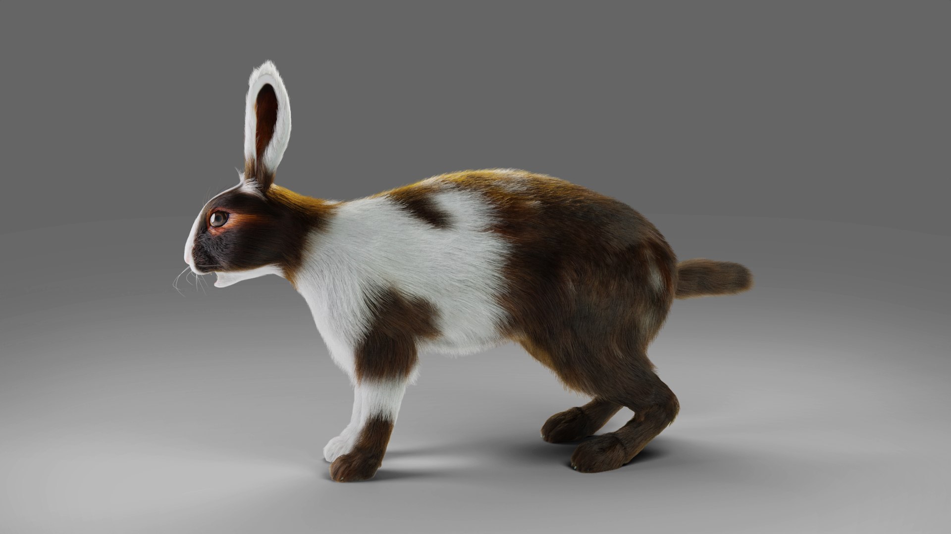 3D 3D Fur Rabbit Gray V04 Rigged And Animation Model - TurboSquid 1931607