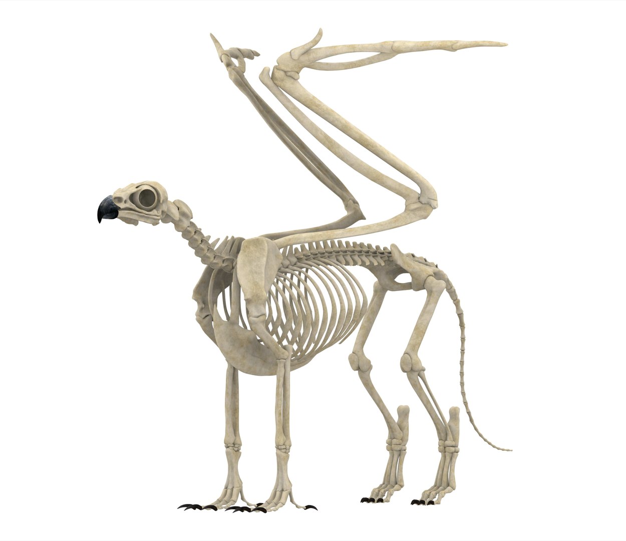 Griffin Skeleton 3D Model - TurboSquid 1525626