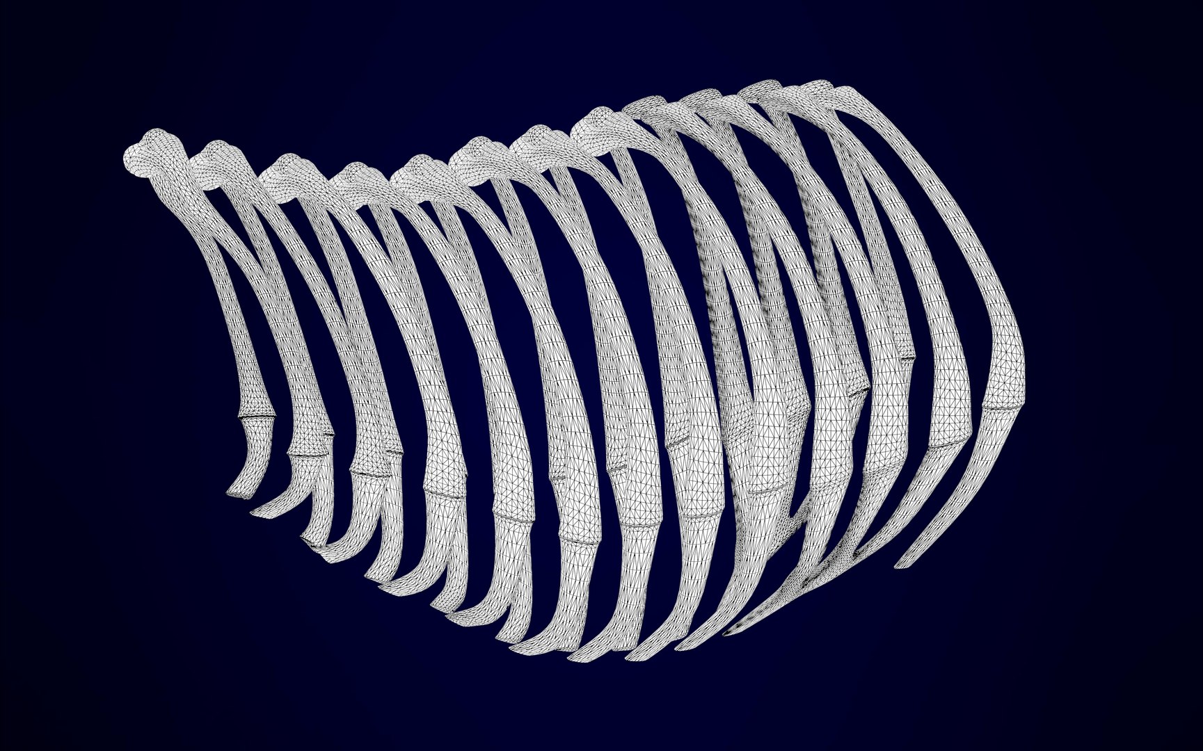 Griffin Skeleton 3D Model - TurboSquid 1525626