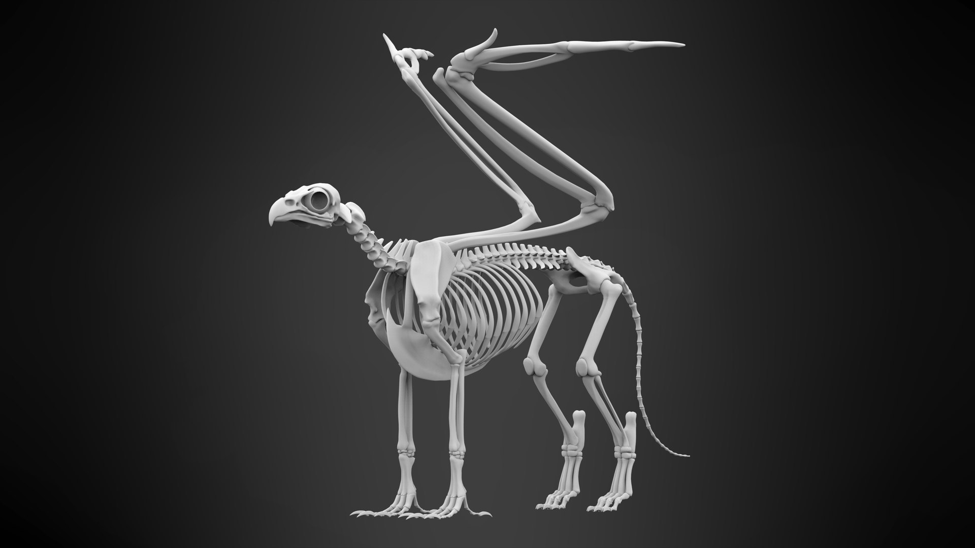 Griffin Skeleton 3D Model - TurboSquid 1525626