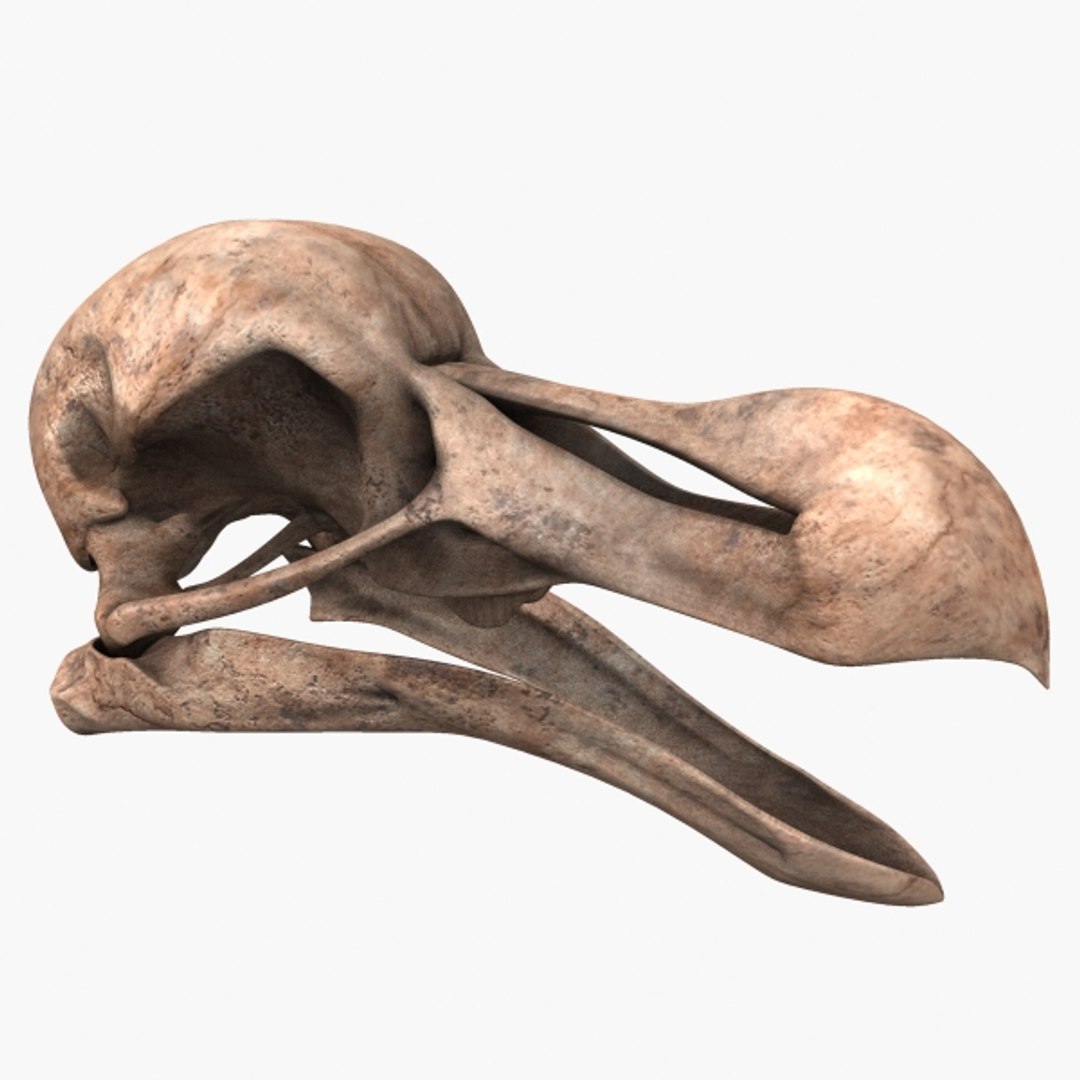 3d Model Dodo Bird Skull
