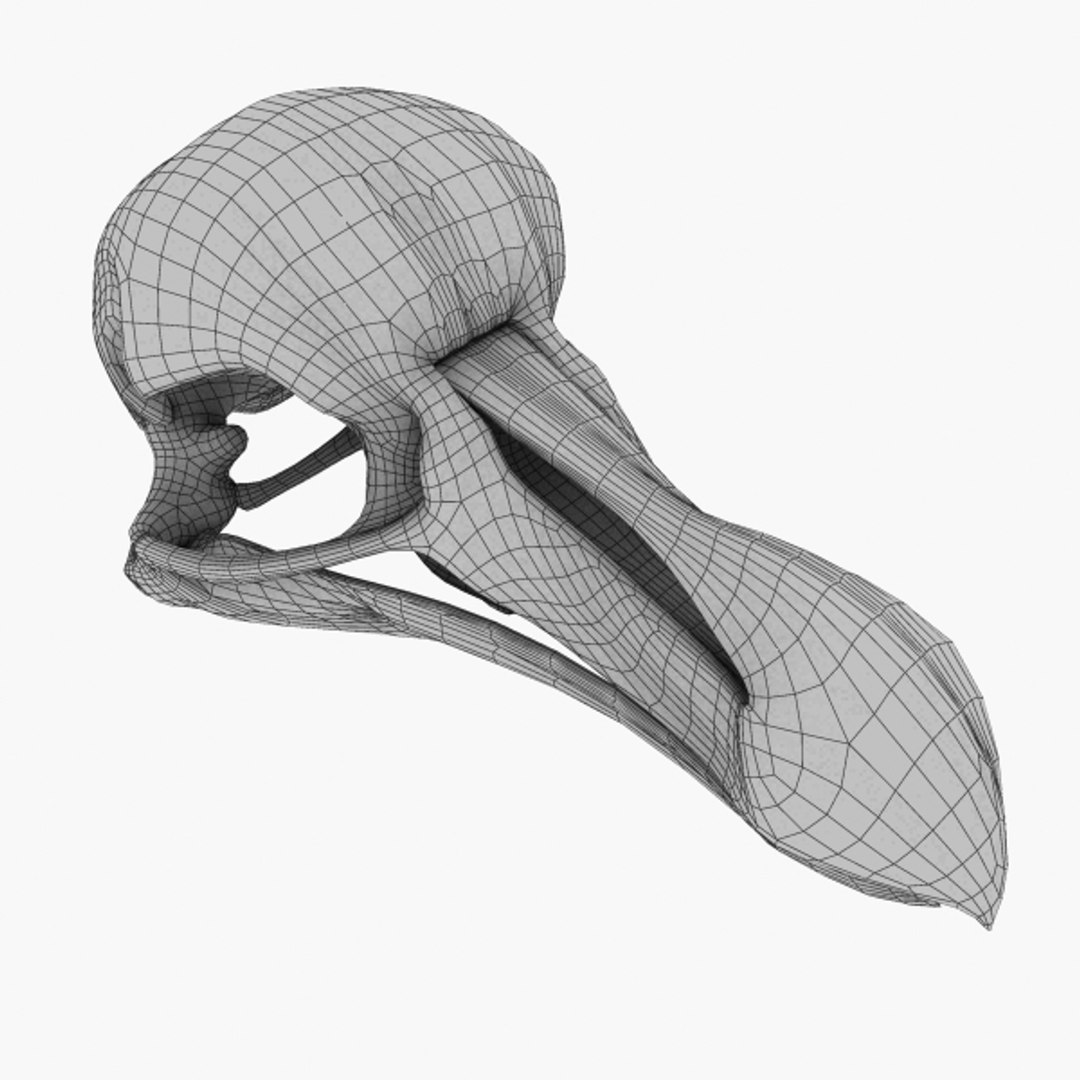 3d Model Dodo Bird Skull