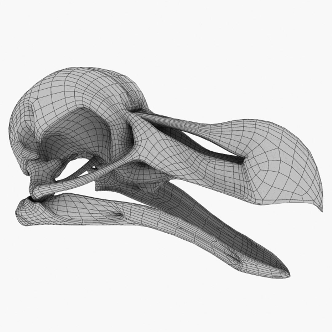 3d Model Dodo Bird Skull