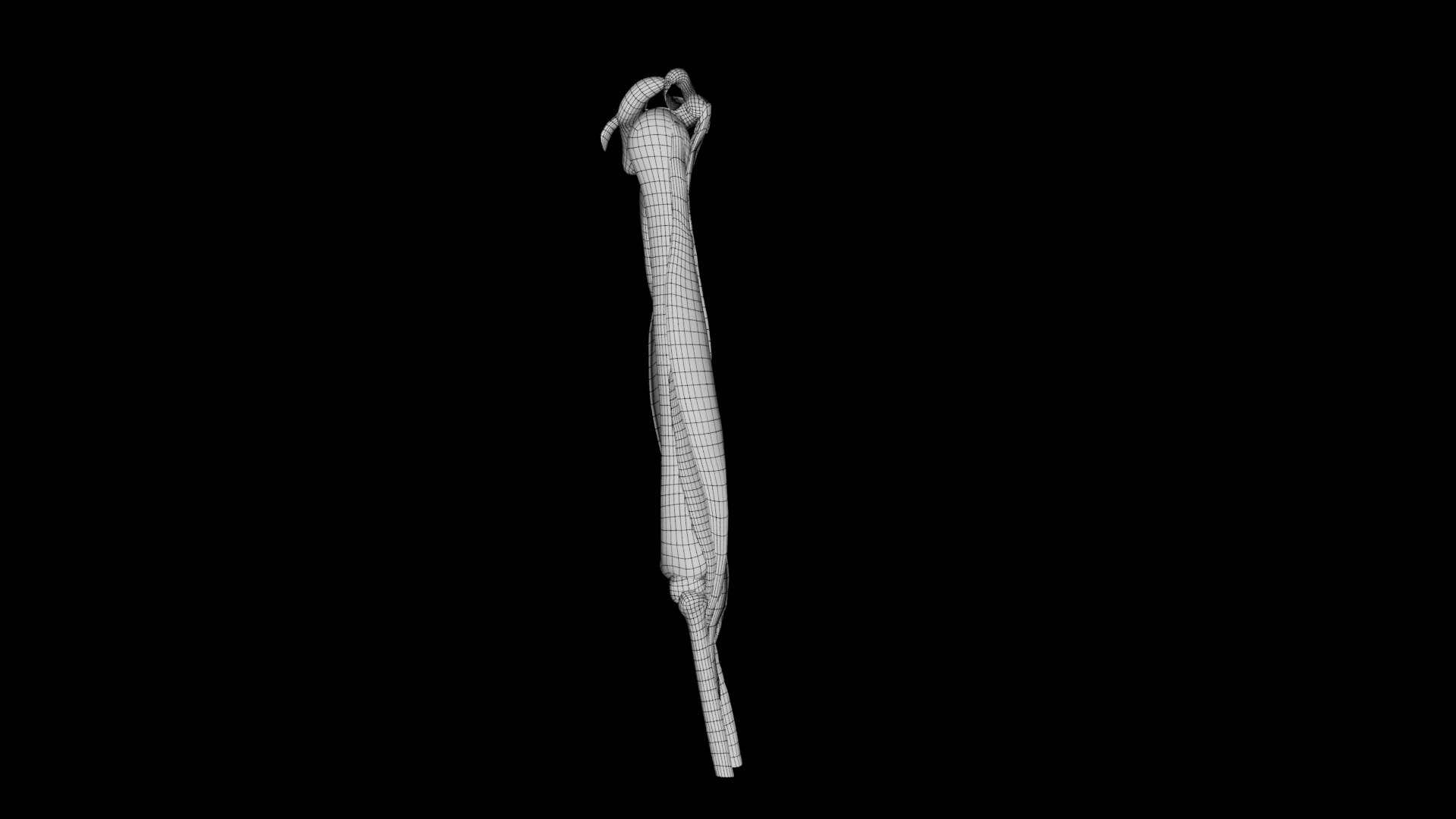3D Human Anatomy-Upper Limb Arm Anterior View - TurboSquid 2217201