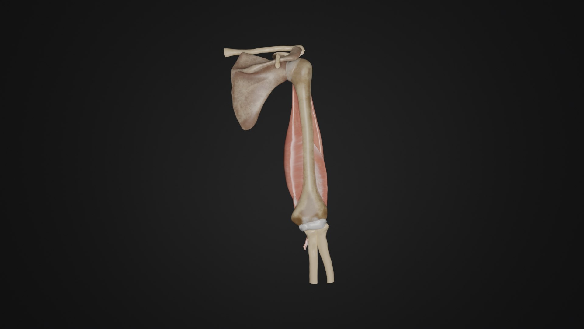 3D Human Anatomy-Upper Limb Arm Anterior View - TurboSquid 2217201