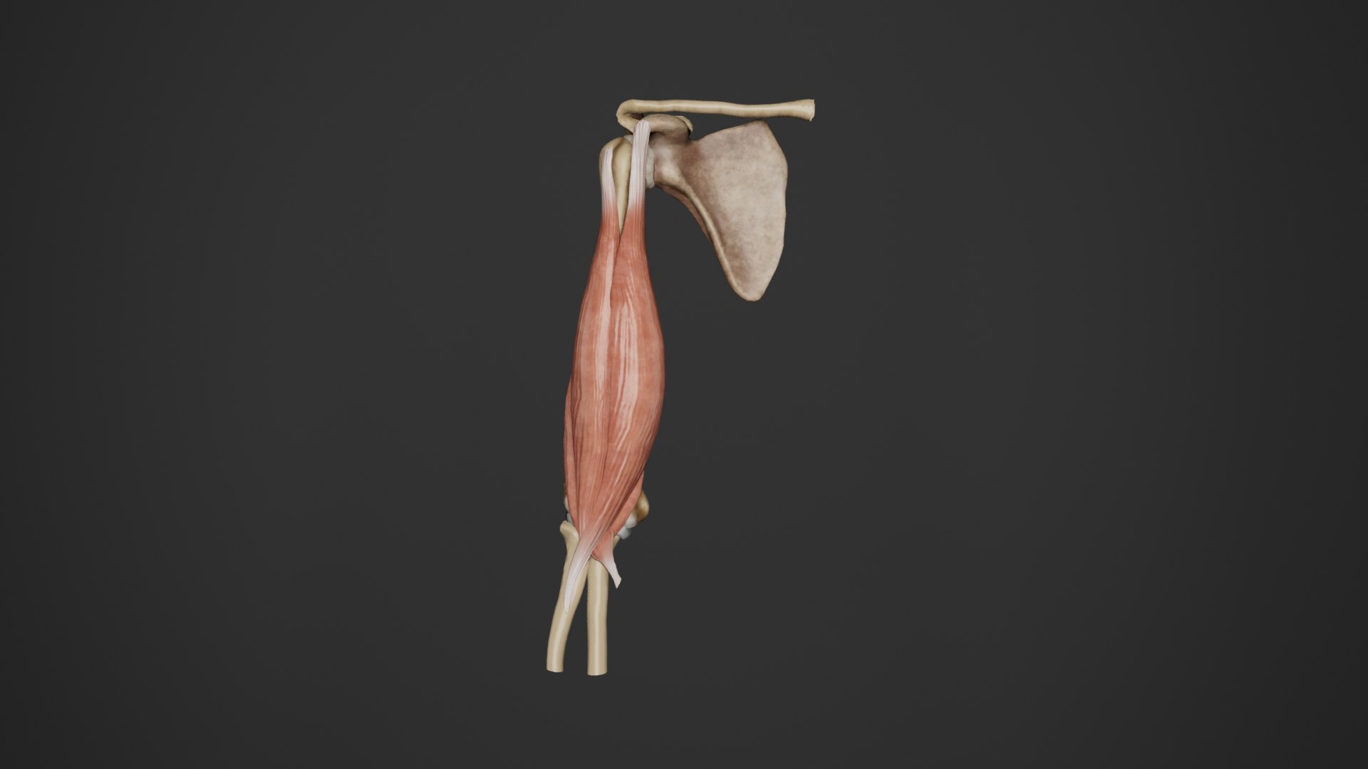 3D Human Anatomy-Upper Limb Arm Anterior View - TurboSquid 2217201