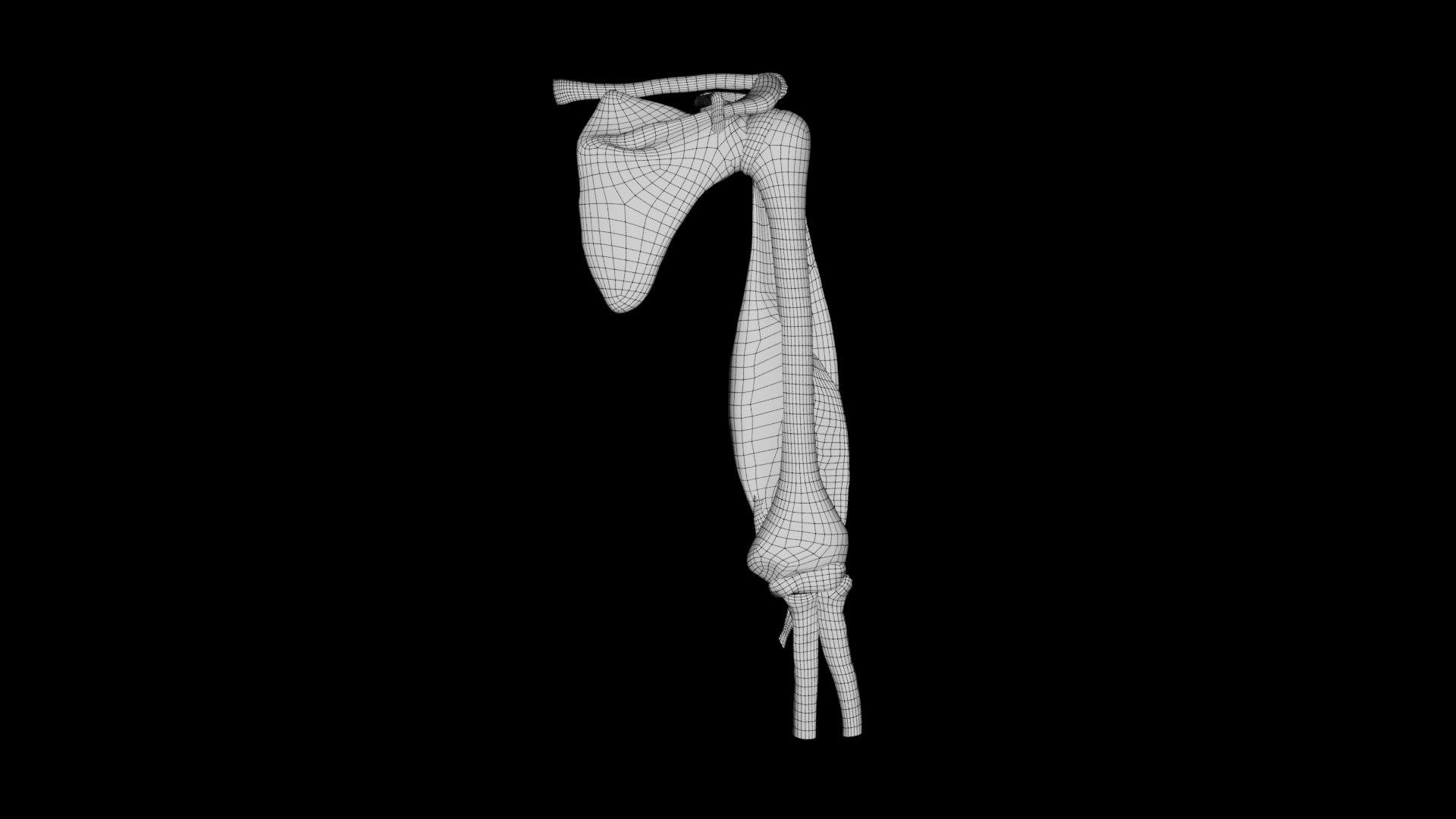 3D Human Anatomy-Upper Limb Arm Anterior View - TurboSquid 2217201