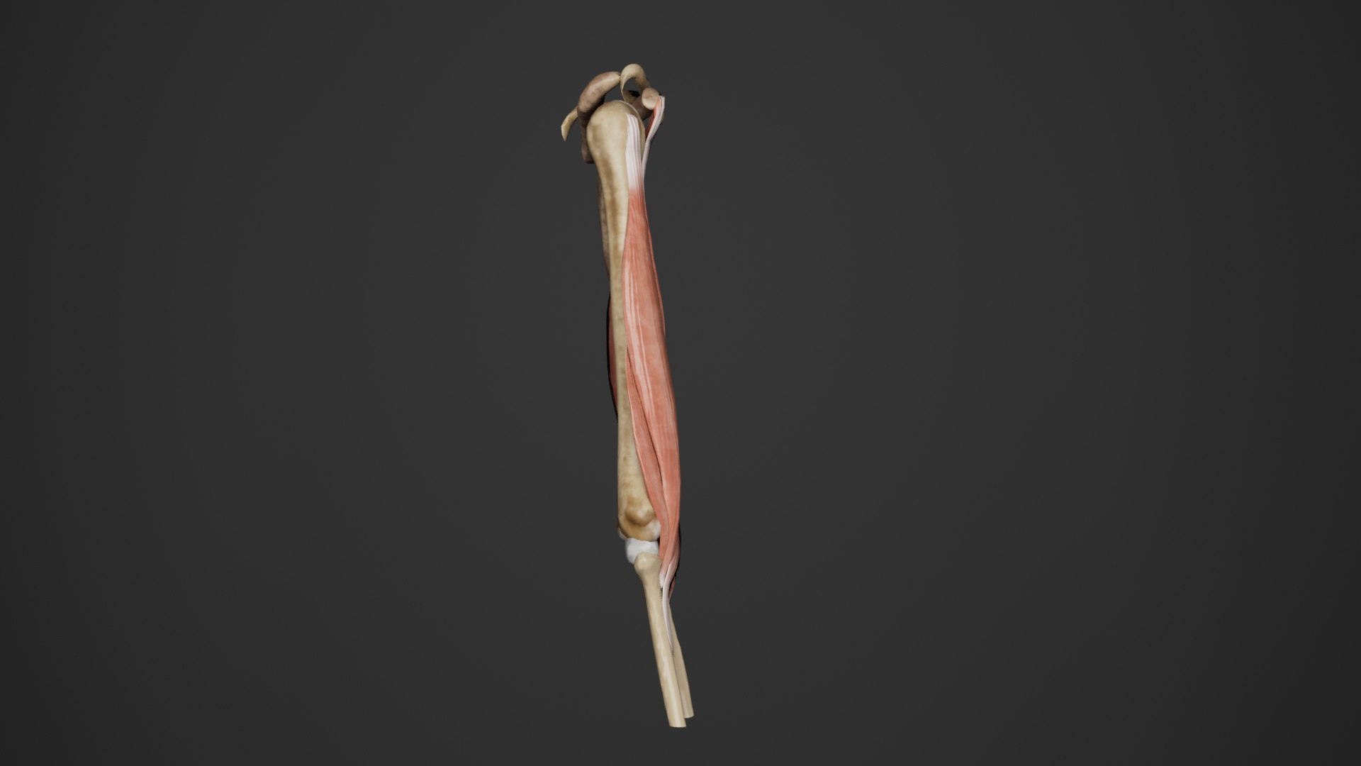 3D Human Anatomy-Upper Limb Arm Anterior View - TurboSquid 2217201