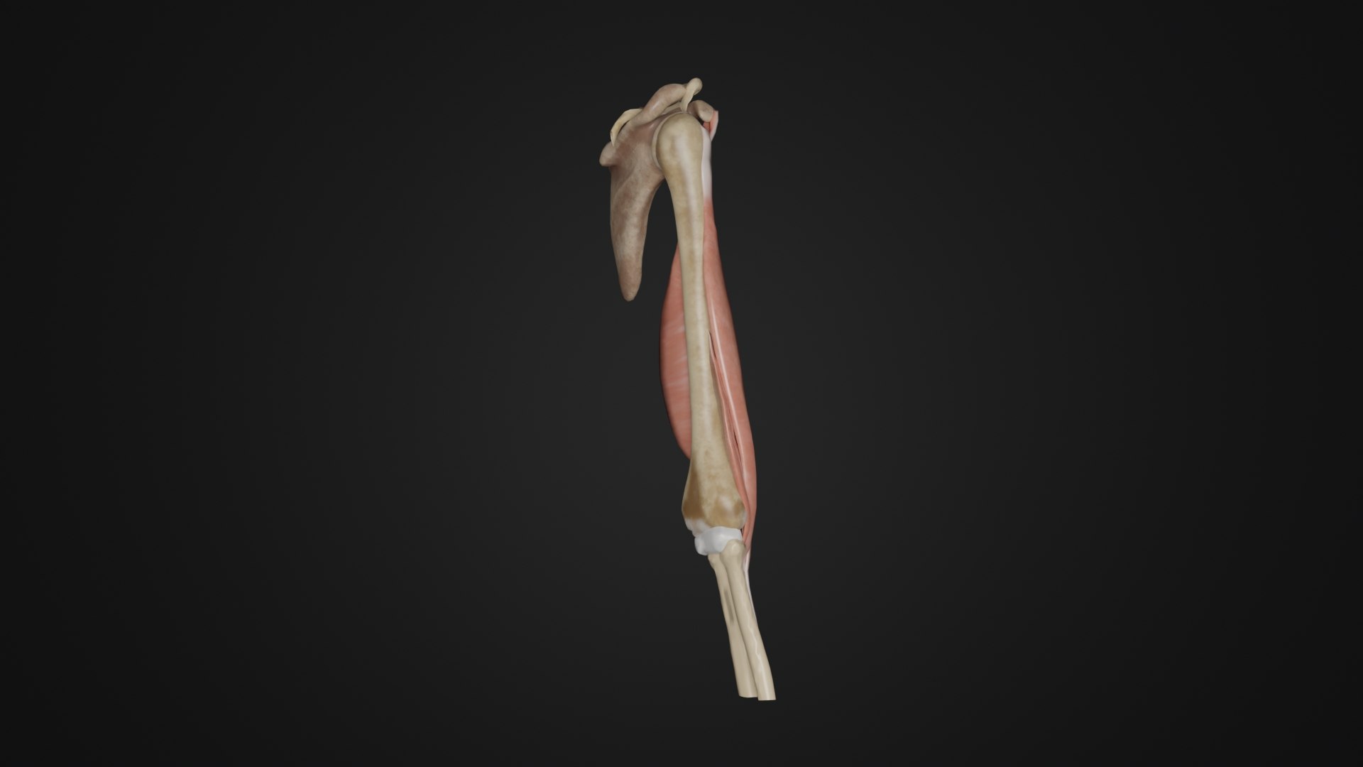 3D Human Anatomy-Upper Limb Arm Anterior View - TurboSquid 2217201