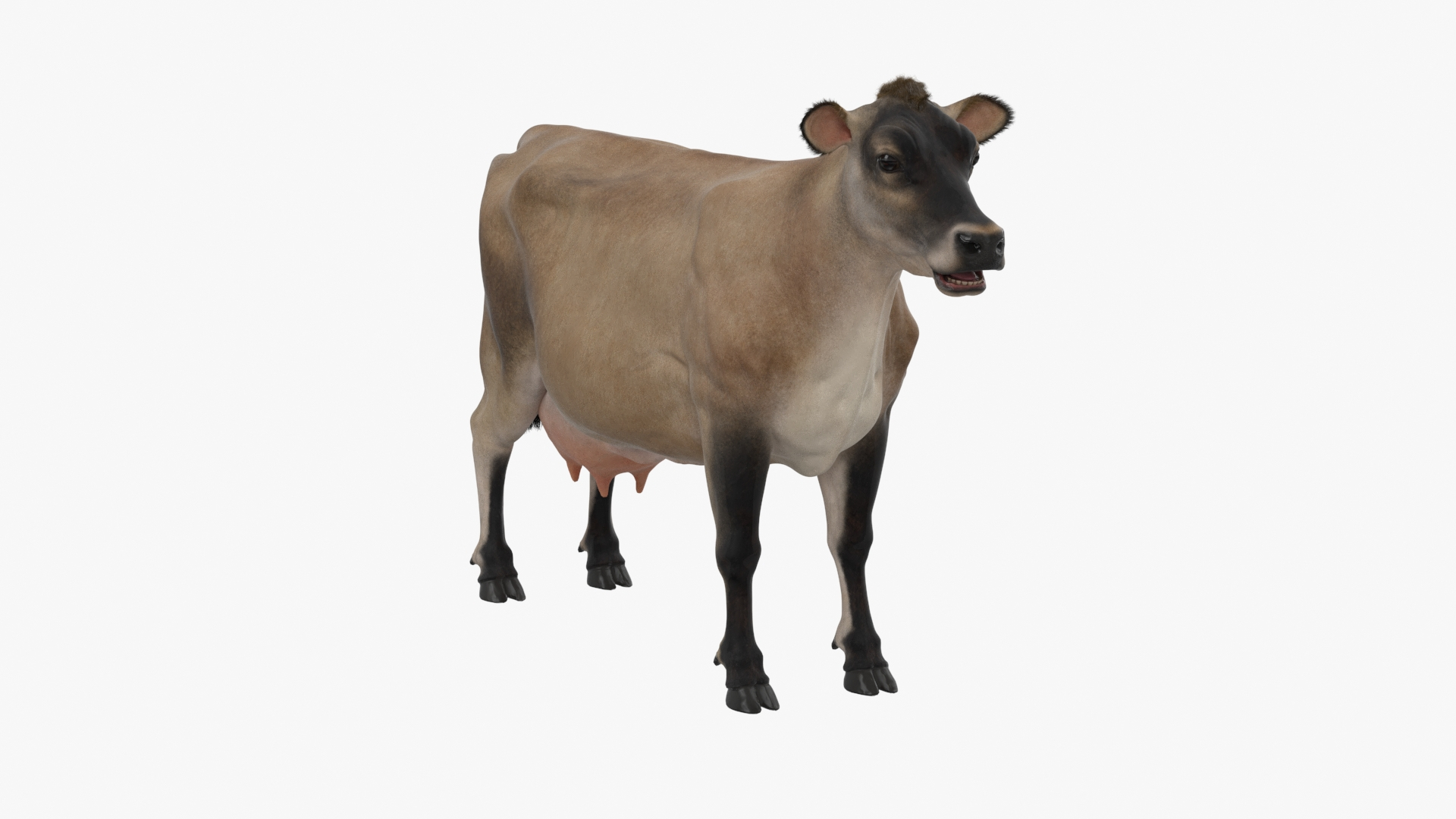 Jersey Dairy Cow Fur 3D Model - TurboSquid 2310926