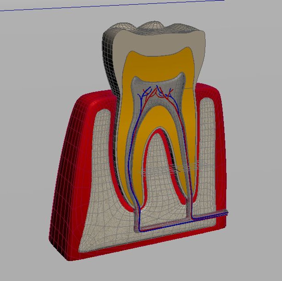 Tooth 3d Max