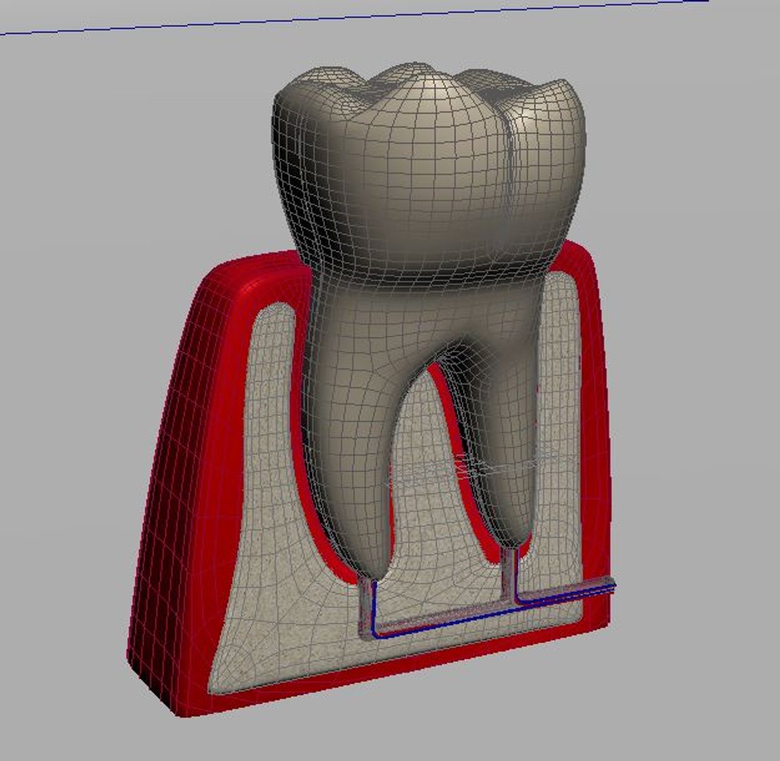 Tooth 3d Max