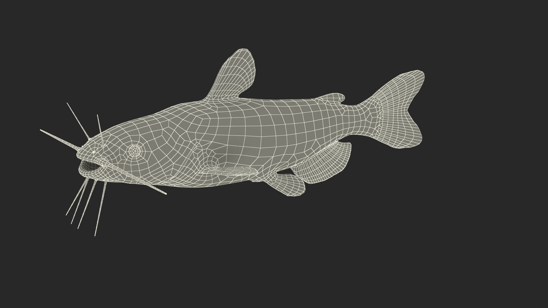 Channel Catfish Ictalurus Punctatus Rigged 3D Model - TurboSquid 1828429