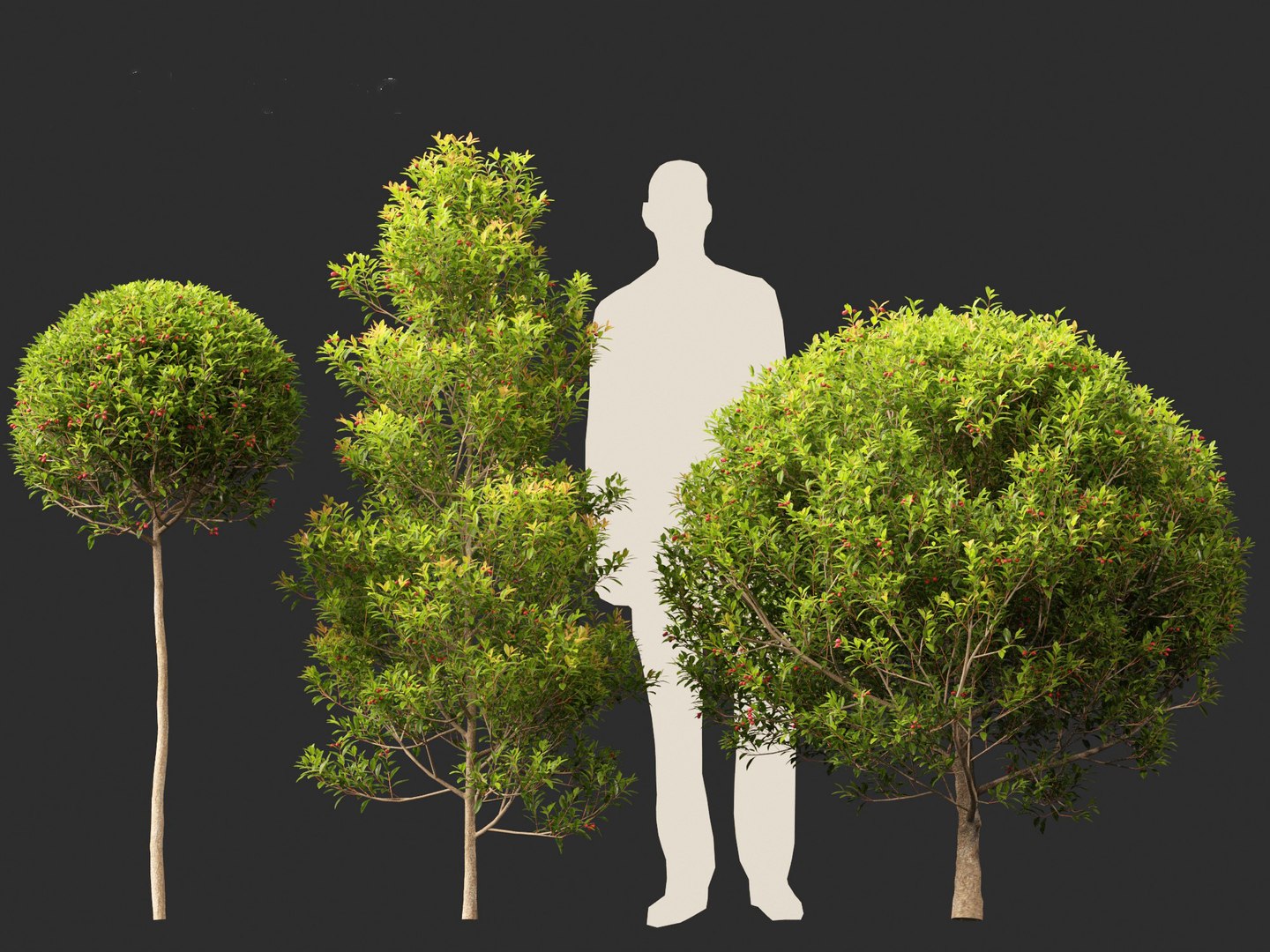 Syzygium australe - Brush cherry 3D model - TurboSquid 2130471