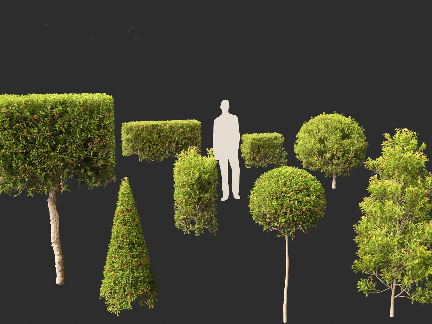 Syzygium australe - Brush cherry 3D model - TurboSquid 2130471