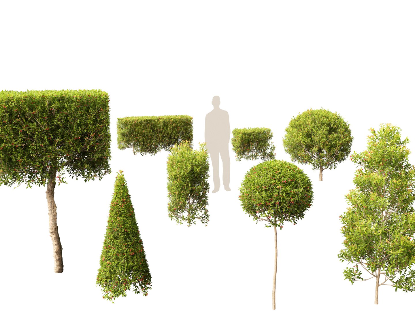 Syzygium australe - Brush cherry 3D model - TurboSquid 2130471