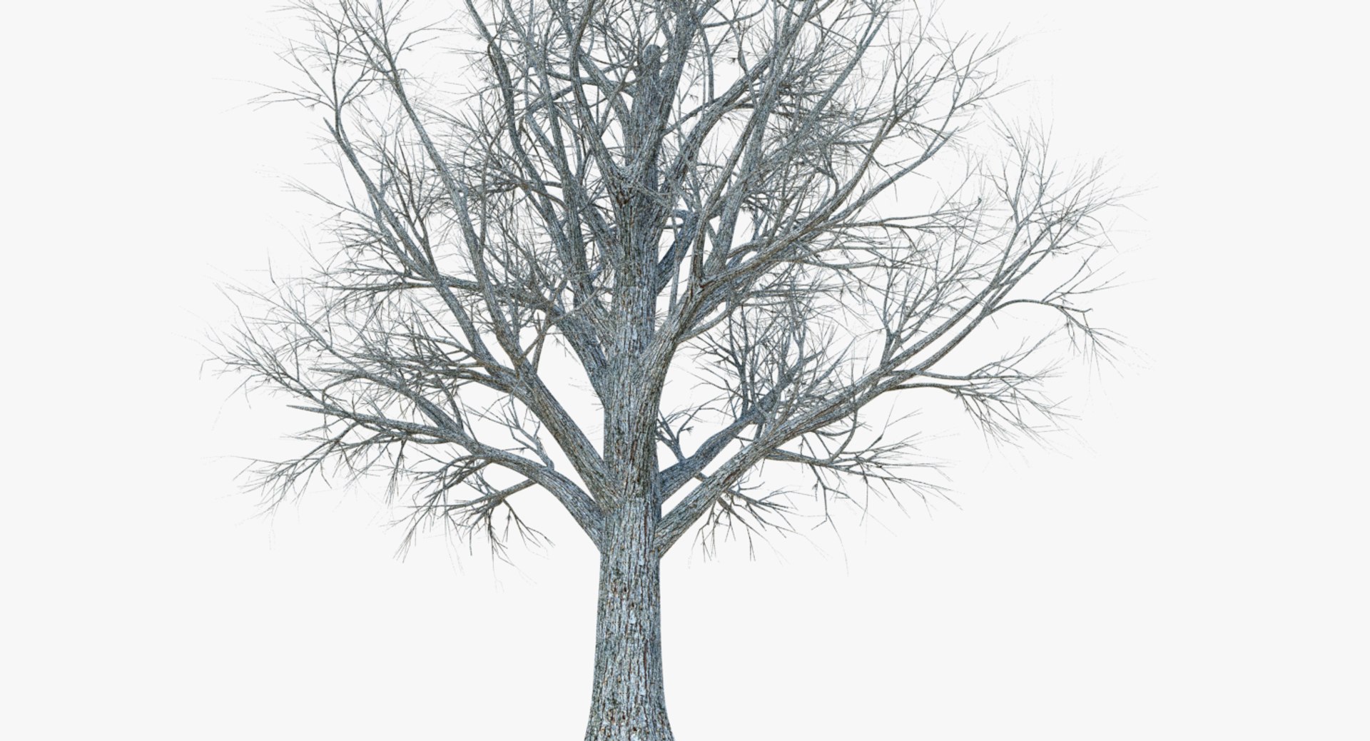 Box Elder Tree 3d Model
