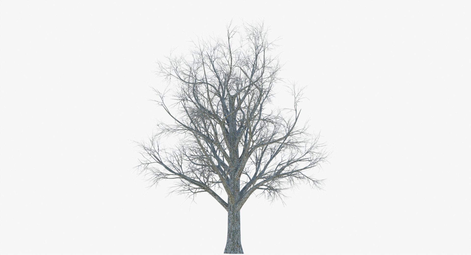 Box Elder Tree 3d Model