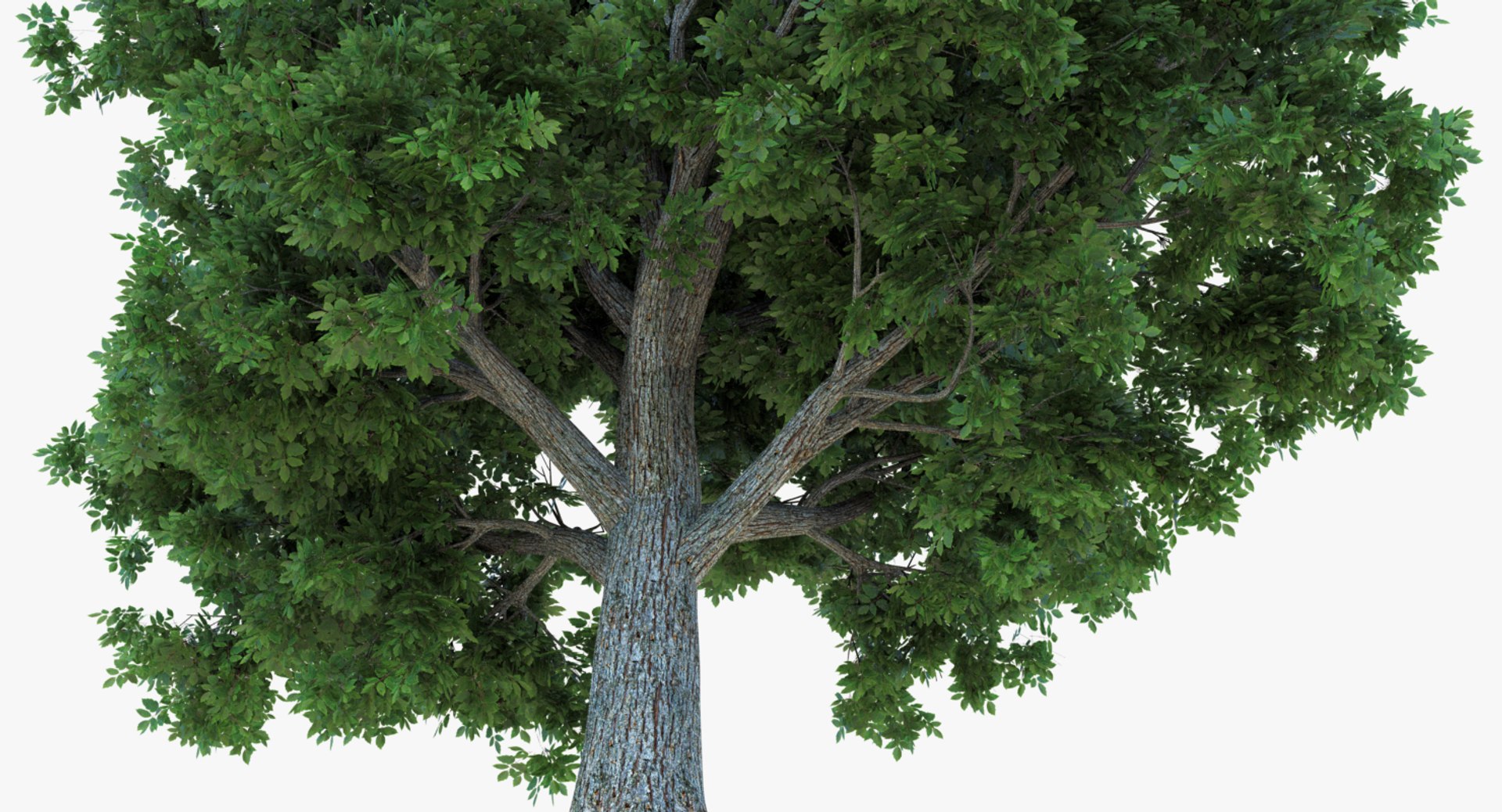 Box Elder Tree 3d Model