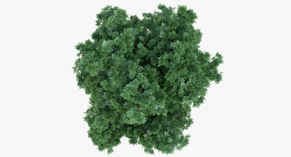 box elder tree 3d model