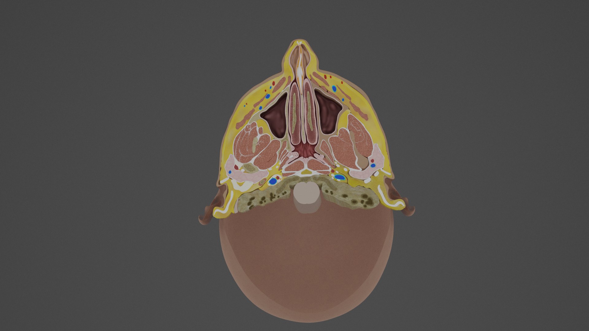 3D Model Nose And Maxillary Sinus Transverse Section - TurboSquid 1966929