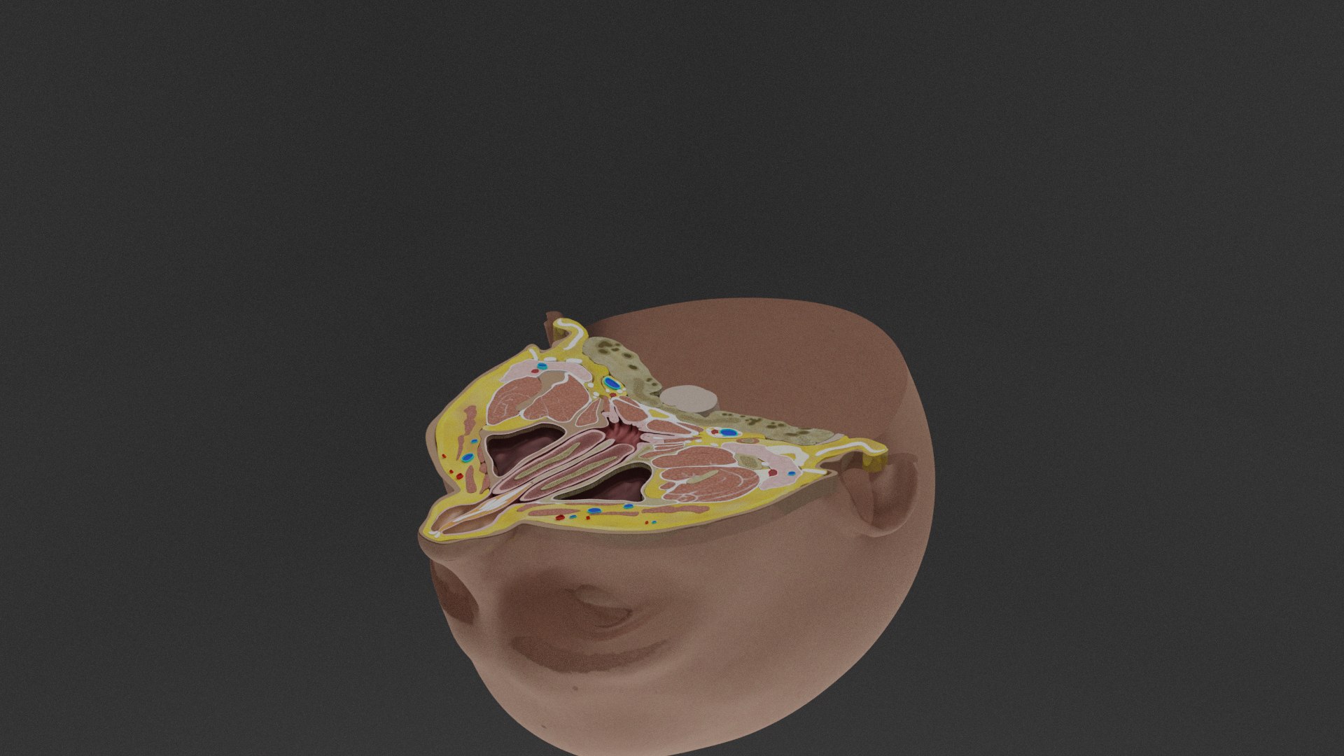 3D Model Nose And Maxillary Sinus Transverse Section - TurboSquid 1966929