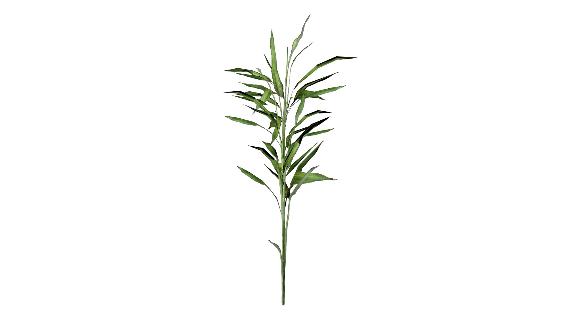 Switch Cane Plant - 05 - Model - TurboSquid 2372890