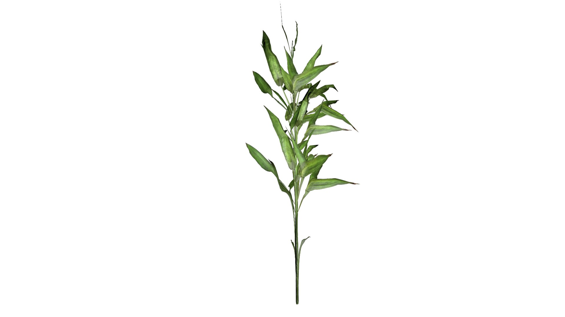 Switch Cane Plant - 05 - Model - TurboSquid 2372890