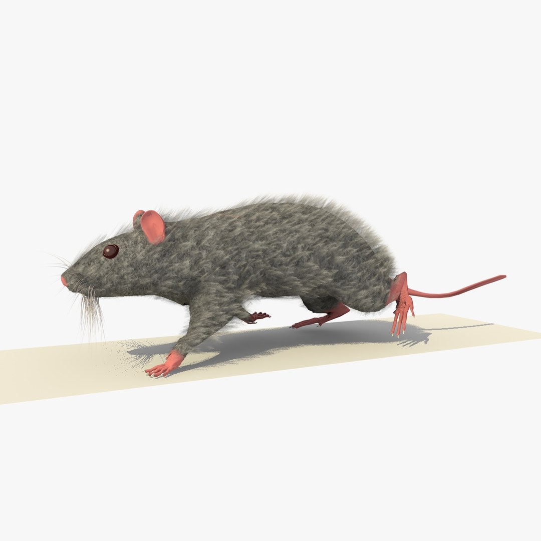 3d Grey Mouse Rat Walking Model