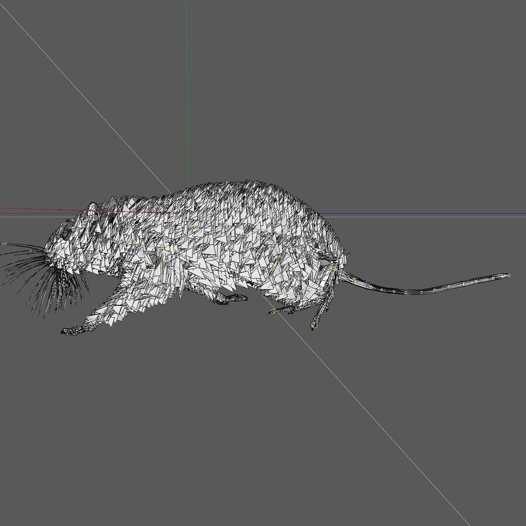 3d Grey Mouse Rat Walking Model