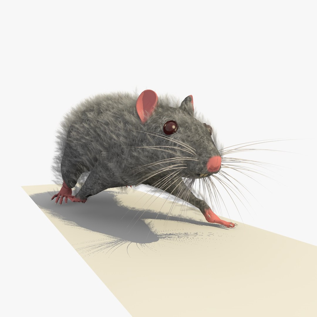3d Grey Mouse Rat Walking Model