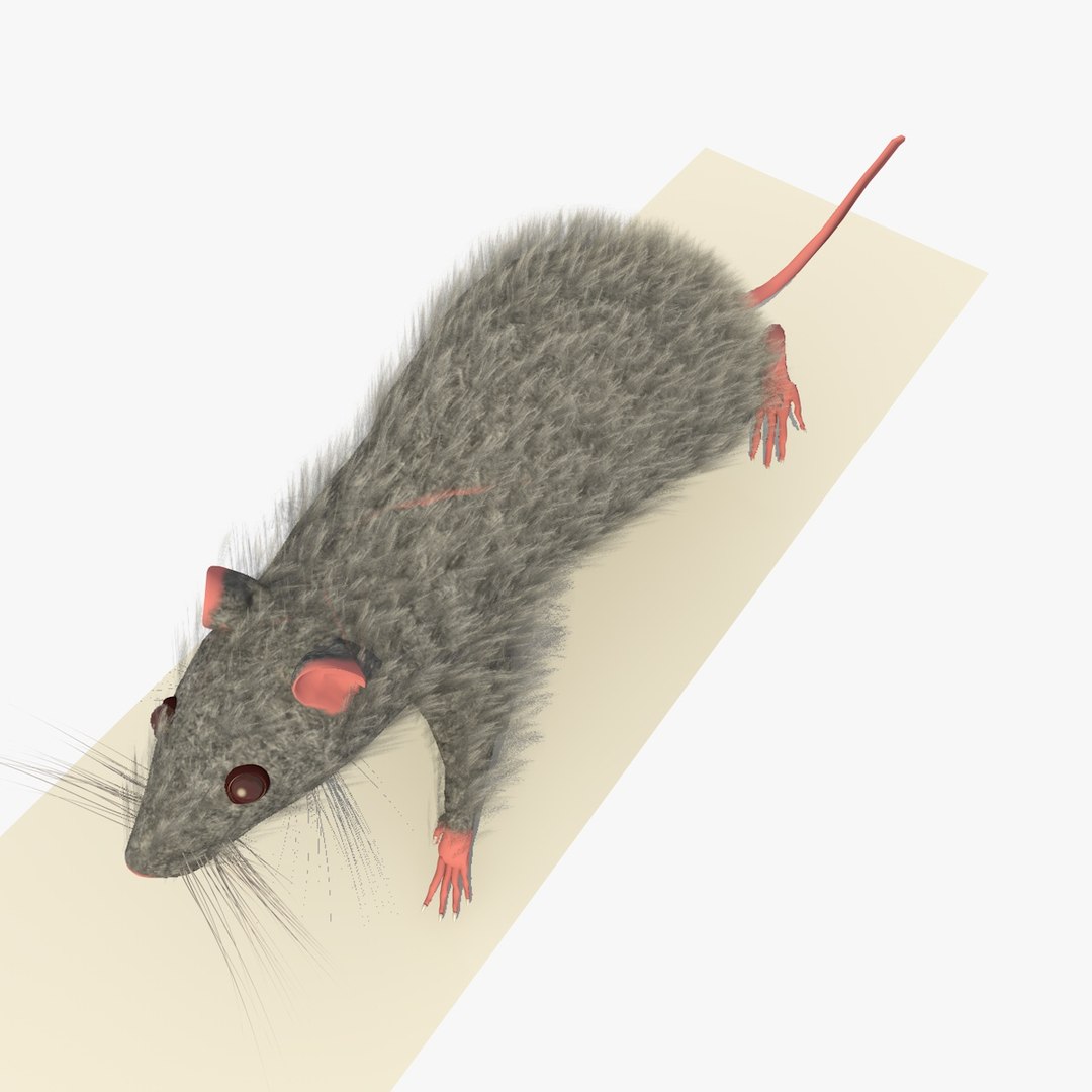3d Grey Mouse Rat Walking Model