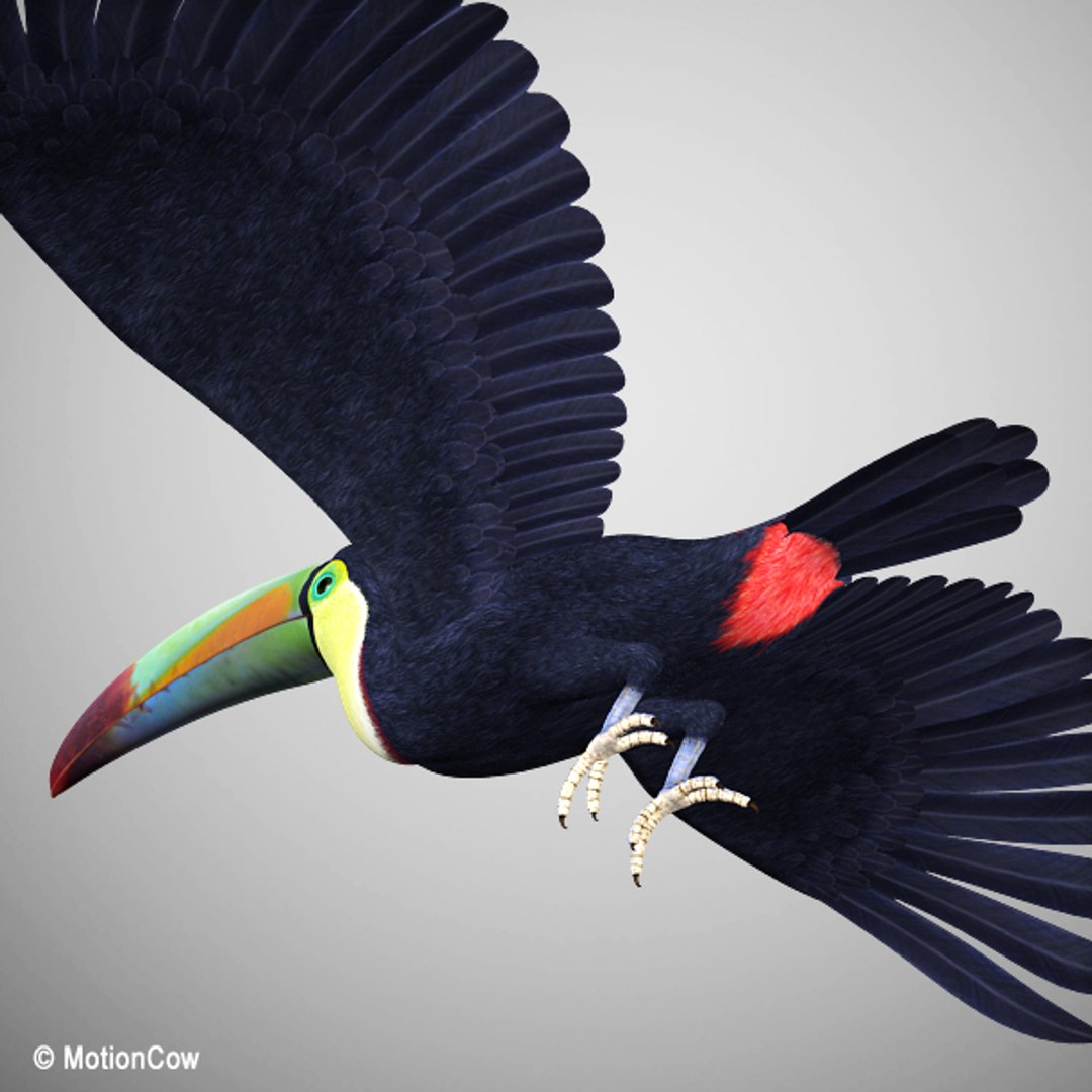 Realistic Flying Toucan 3d Model