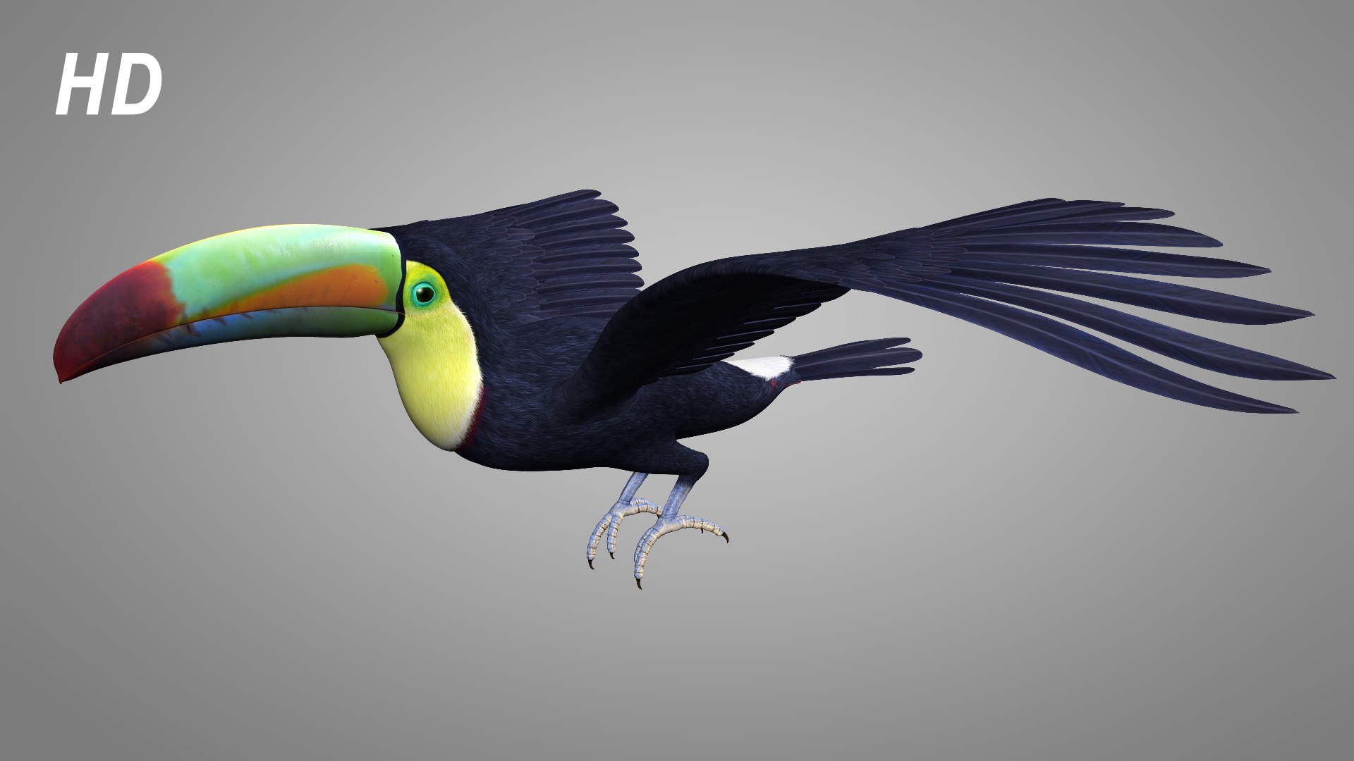Realistic Flying Toucan 3d Model
