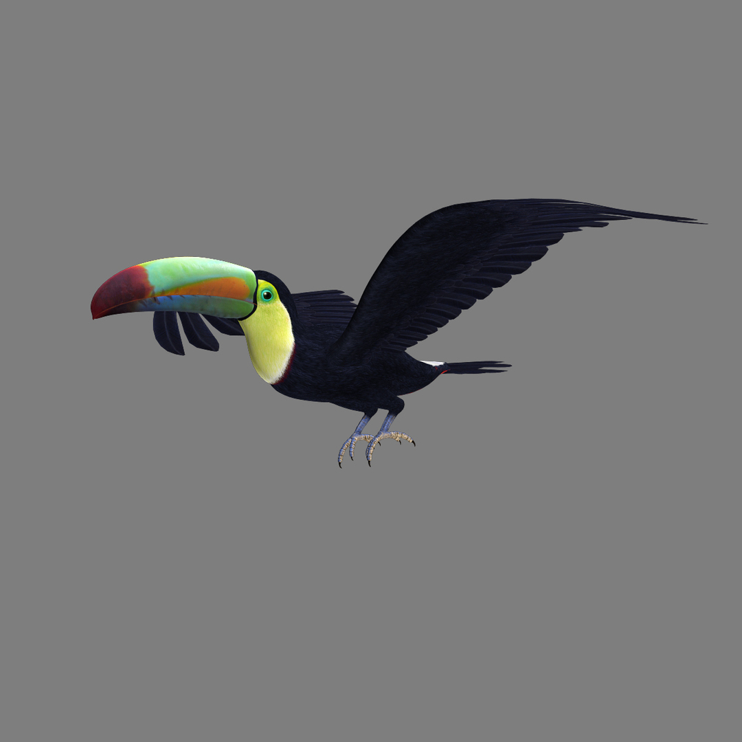 Realistic Flying Toucan 3d Model