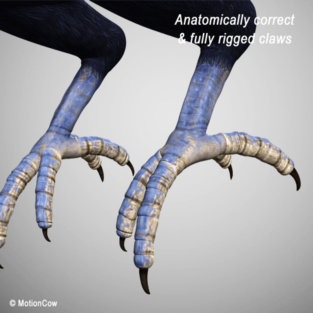 Realistic Flying Toucan 3d Model