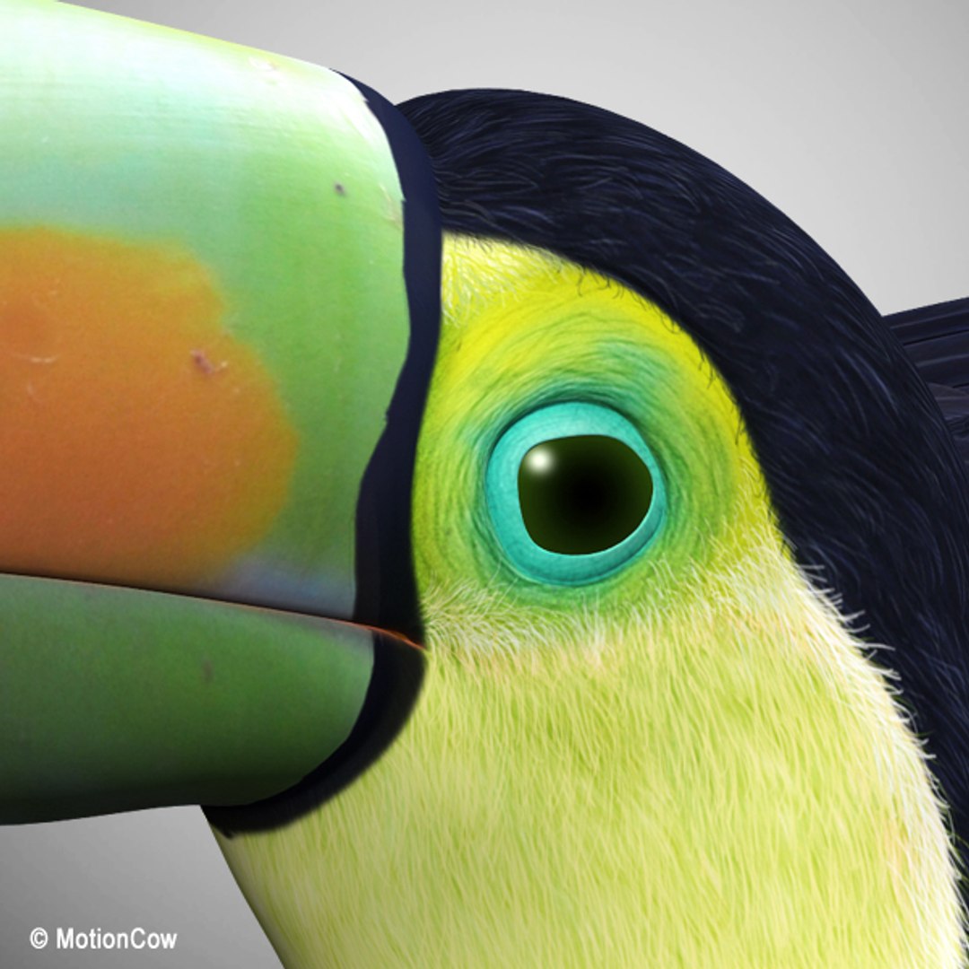 Realistic Flying Toucan 3d Model