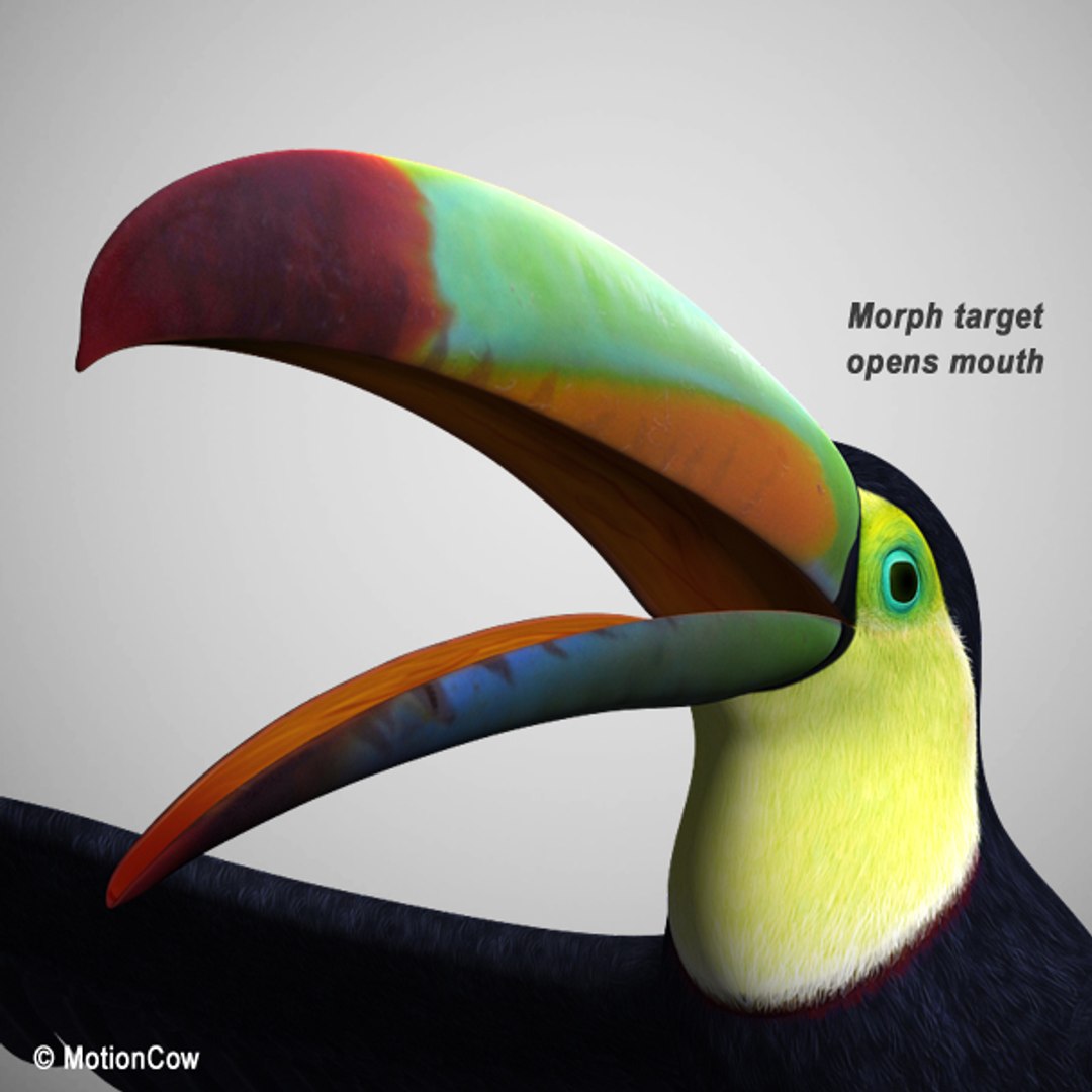 Realistic Flying Toucan 3d Model