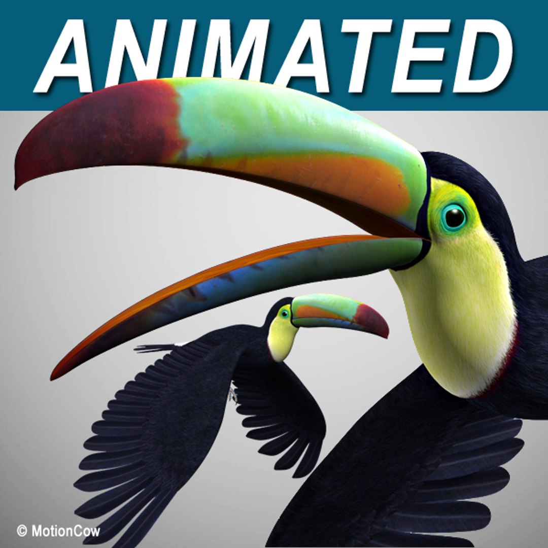 Realistic Flying Toucan 3d Model