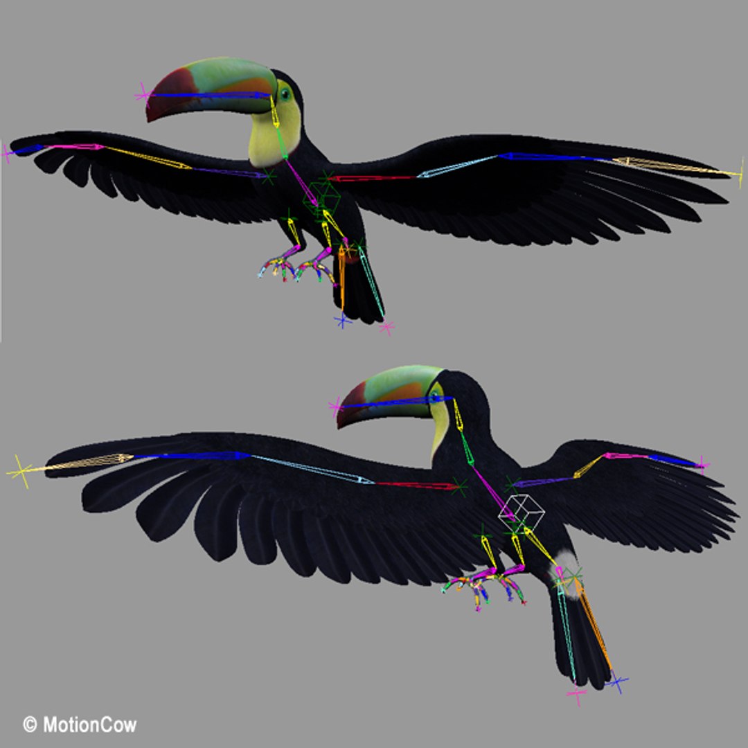 Realistic Flying Toucan 3d Model