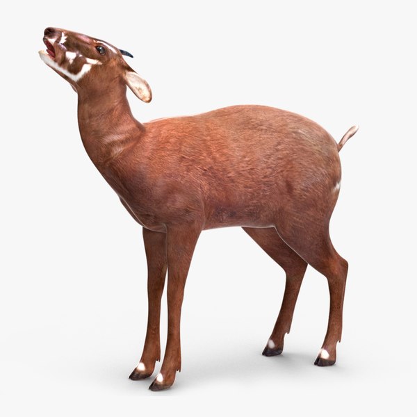 Deer 3D Models for Download | TurboSquid