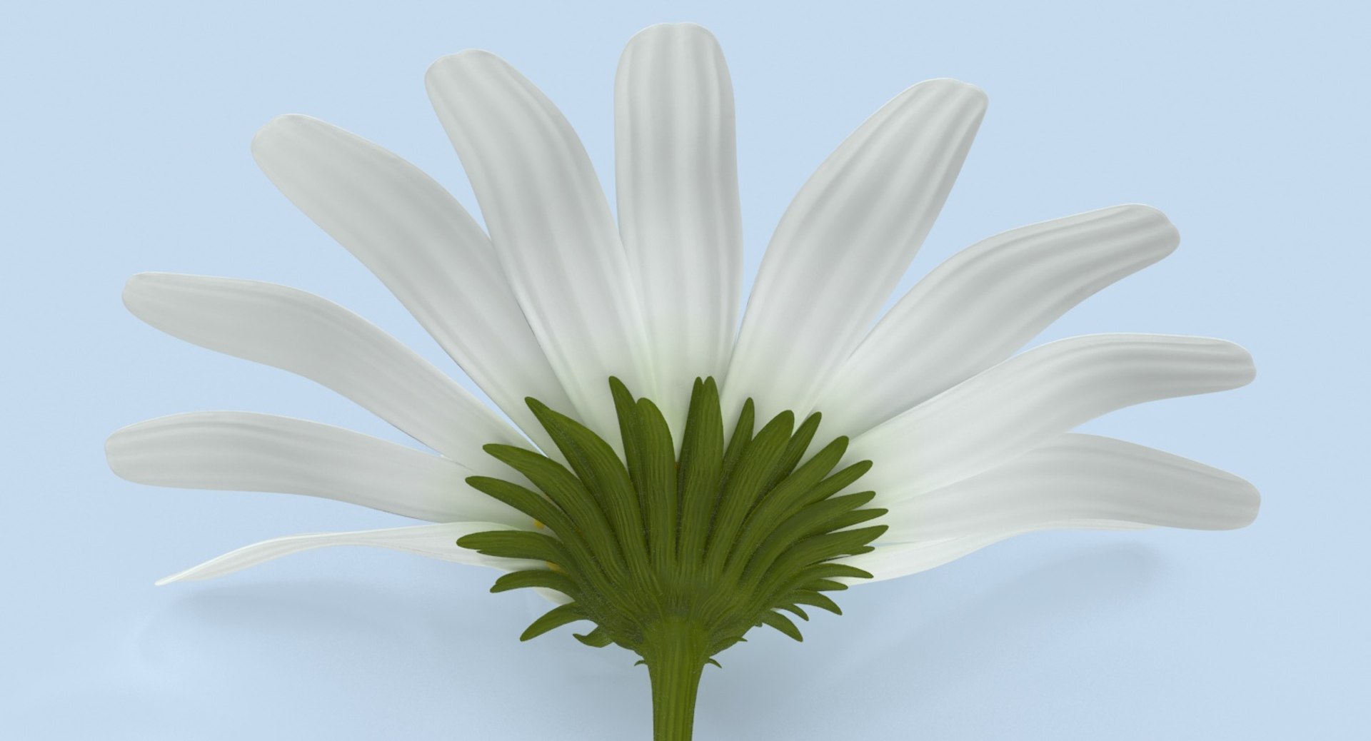 Daisy Single Laying 3d Model