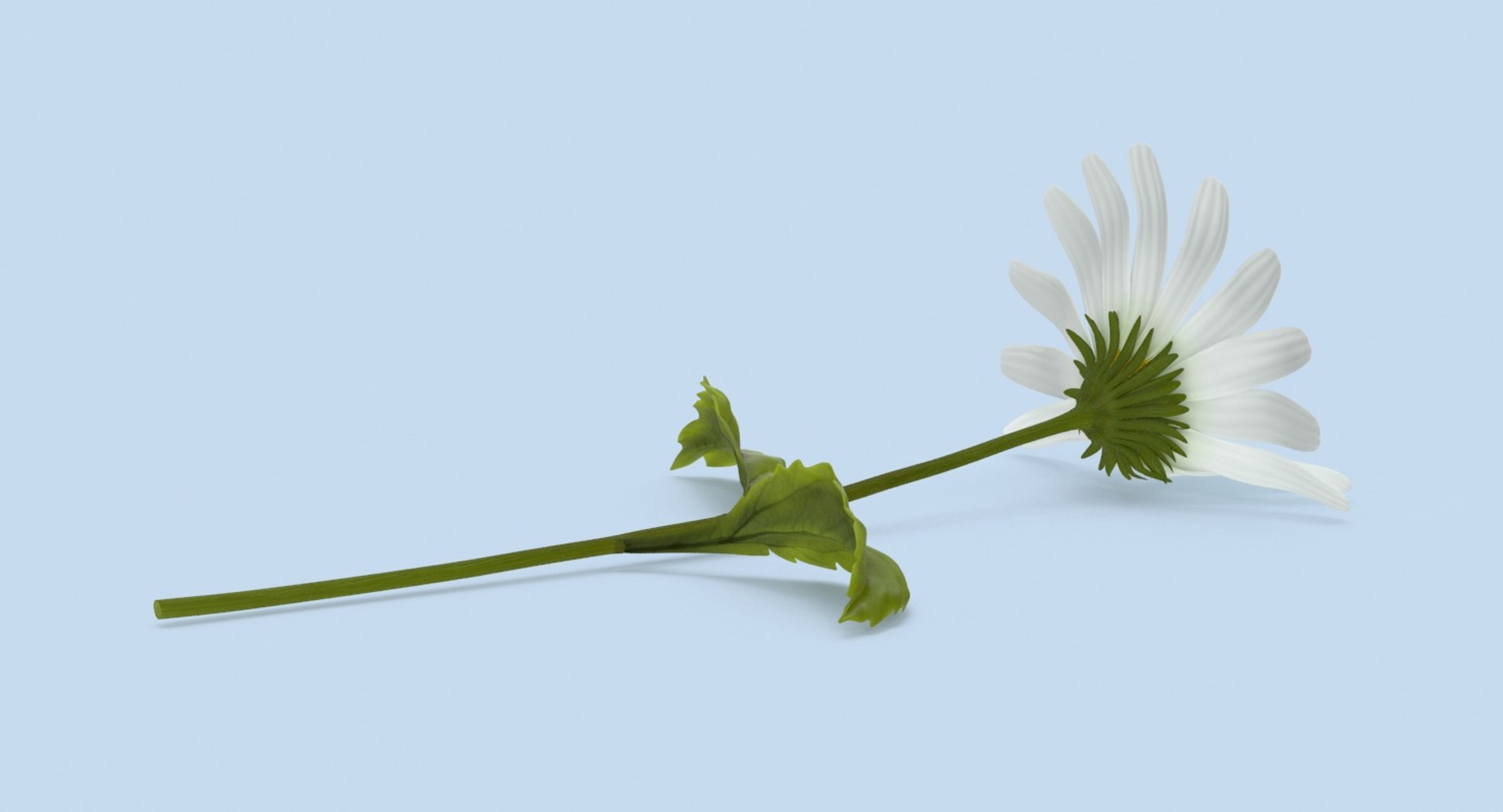 Daisy Single Laying 3d Model