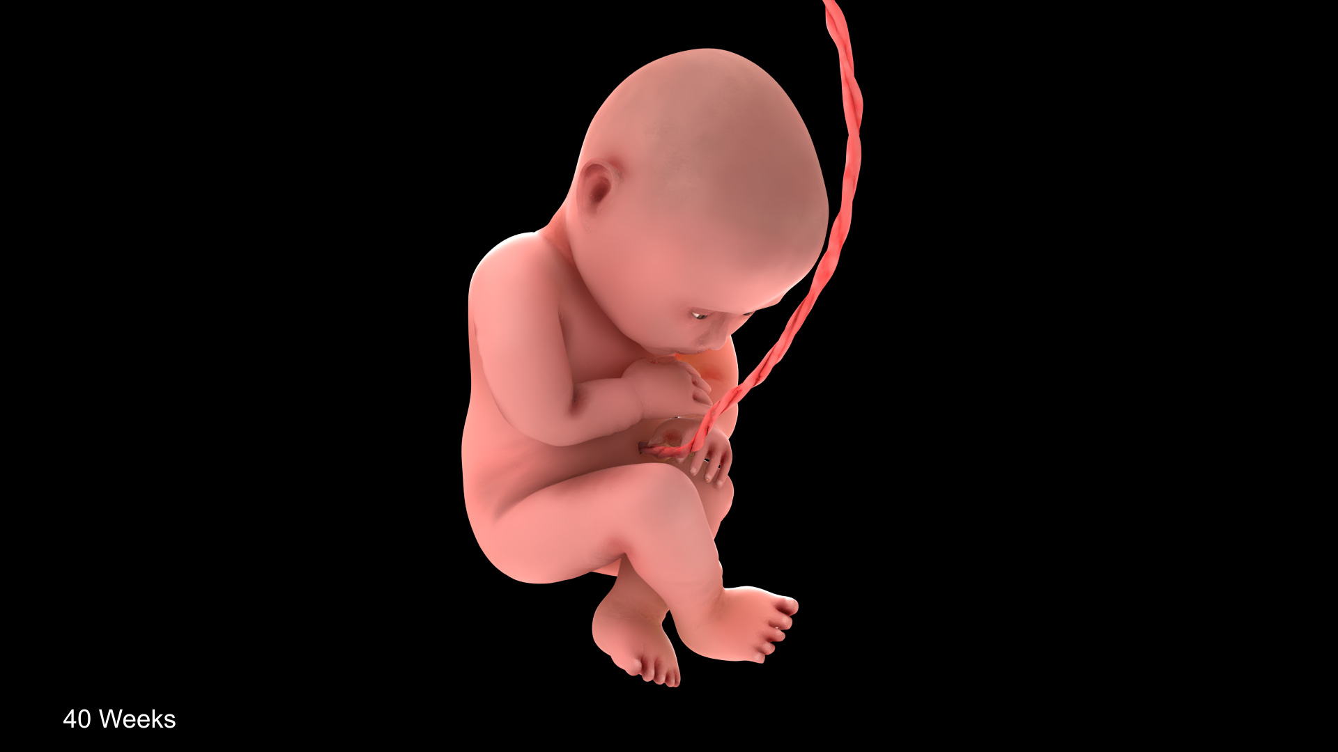 Human Fetus 40 Weeks Model - TurboSquid 2036299